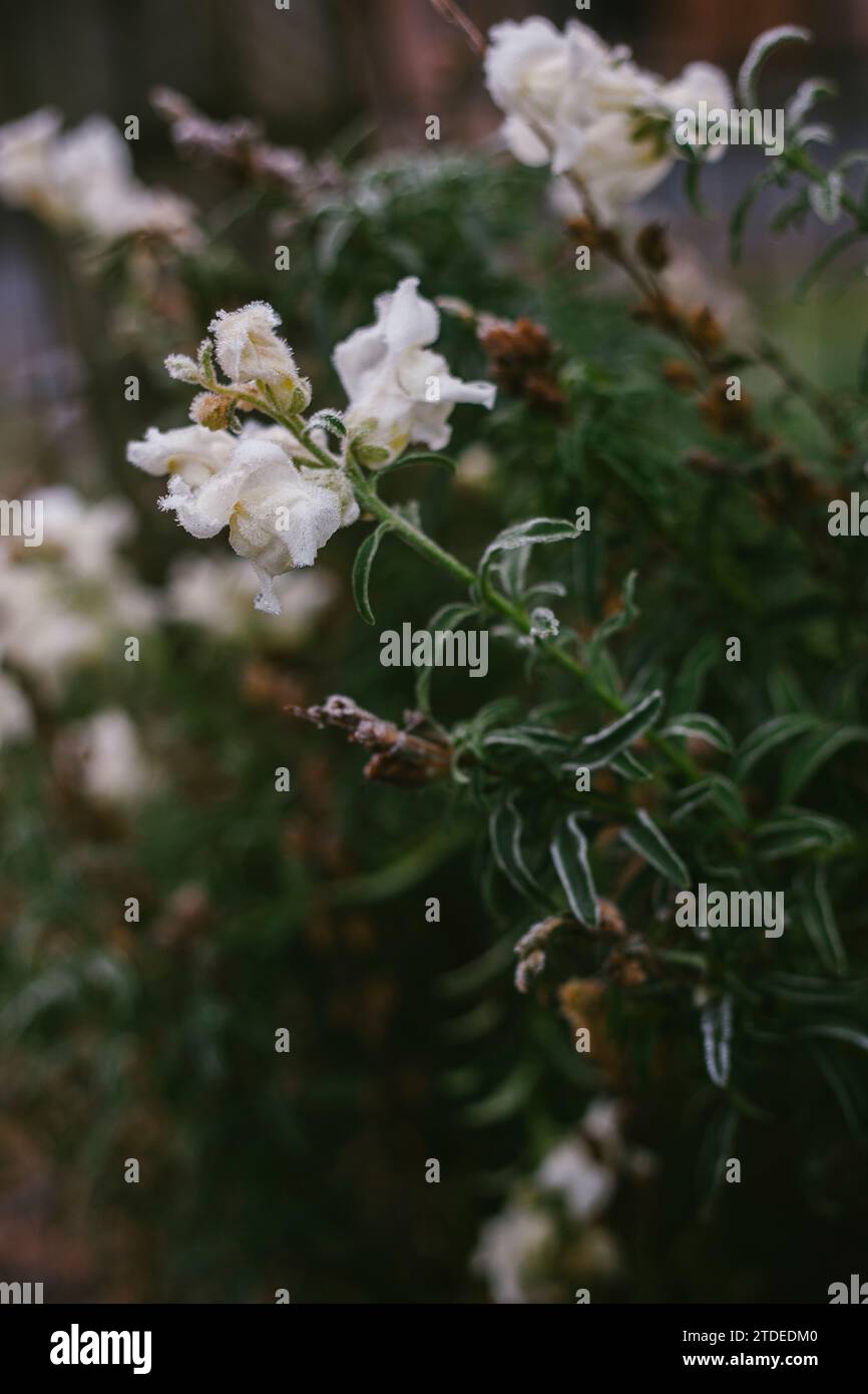 Snap Dragon Flowers covered in Frost Stock Photo - Alamy