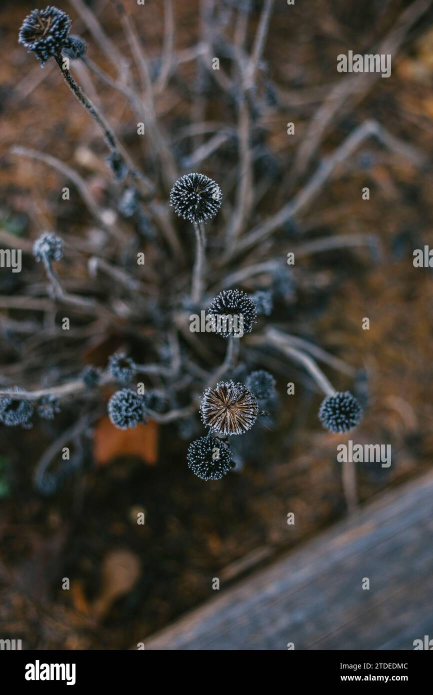 Frozen flower during winter hi-res stock photography and images - Alamy