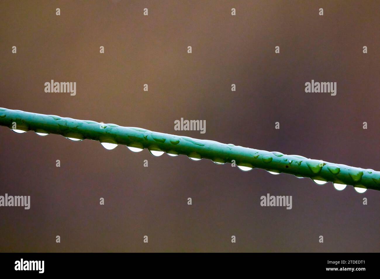 Leaf of reed with rain drops hi-res stock photography and images - Alamy