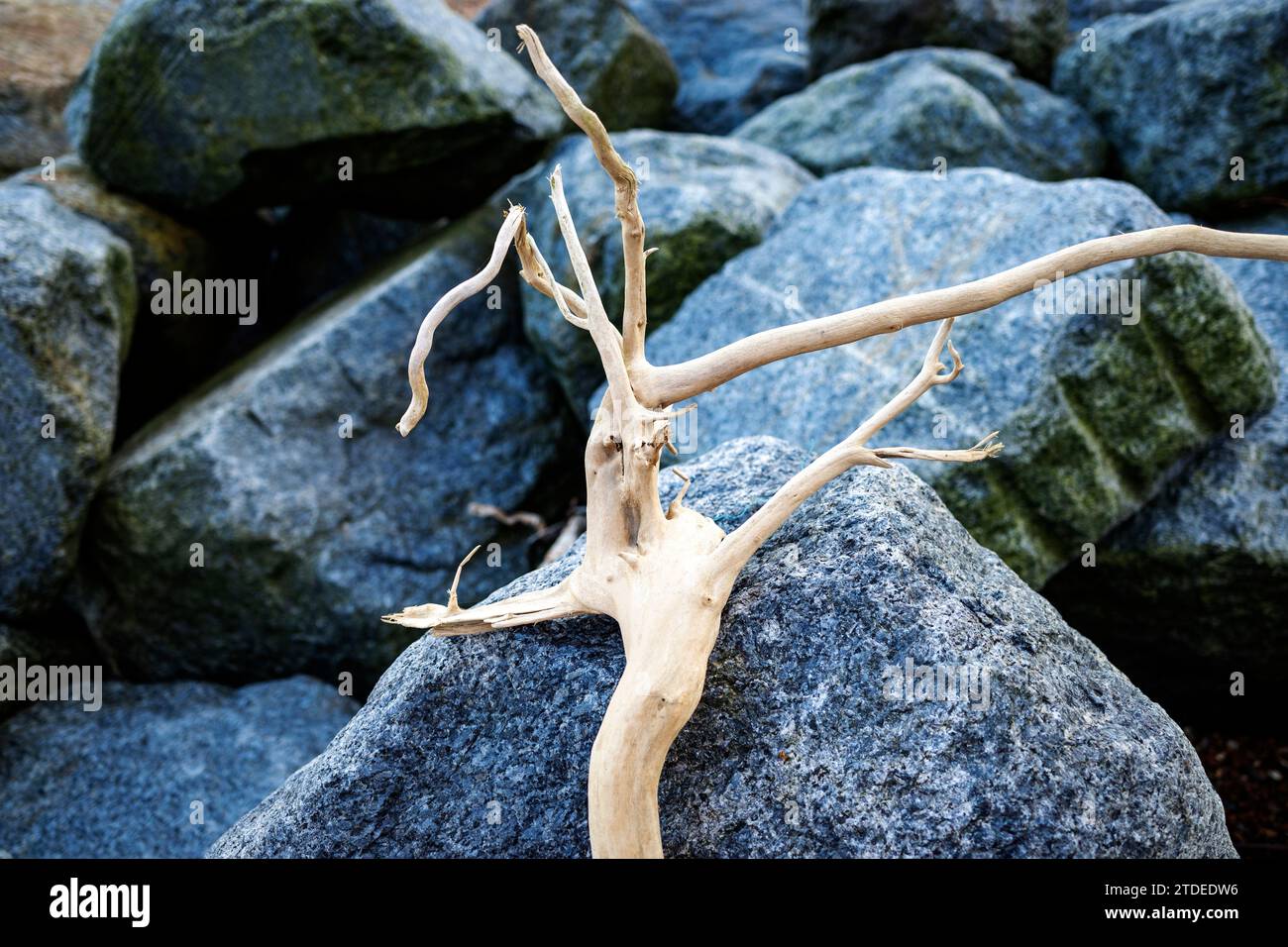 Tree branch washed up on rock armour hi-res stock photography and ...