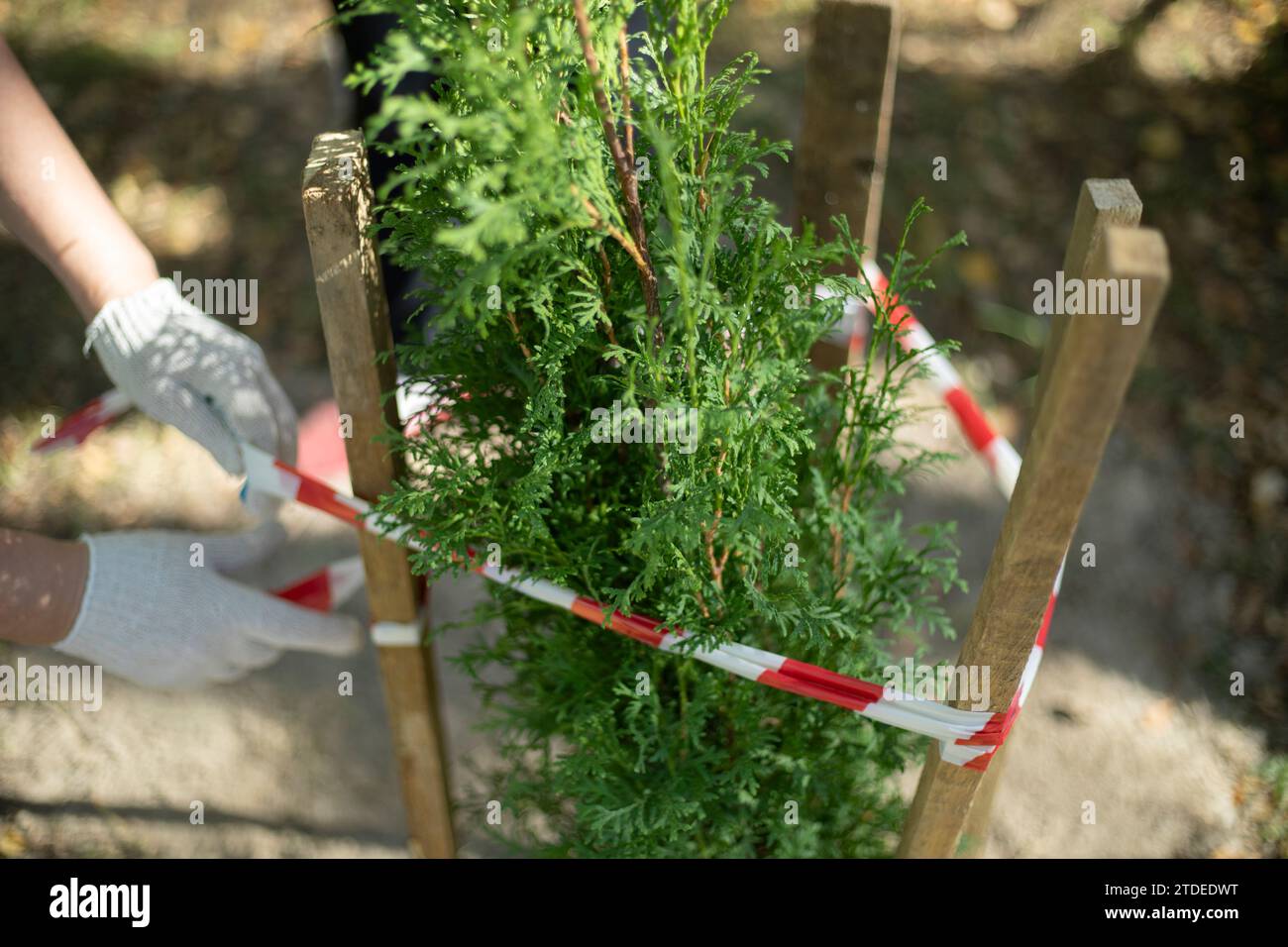 Planting tree process hi-res stock photography and images - Alamy