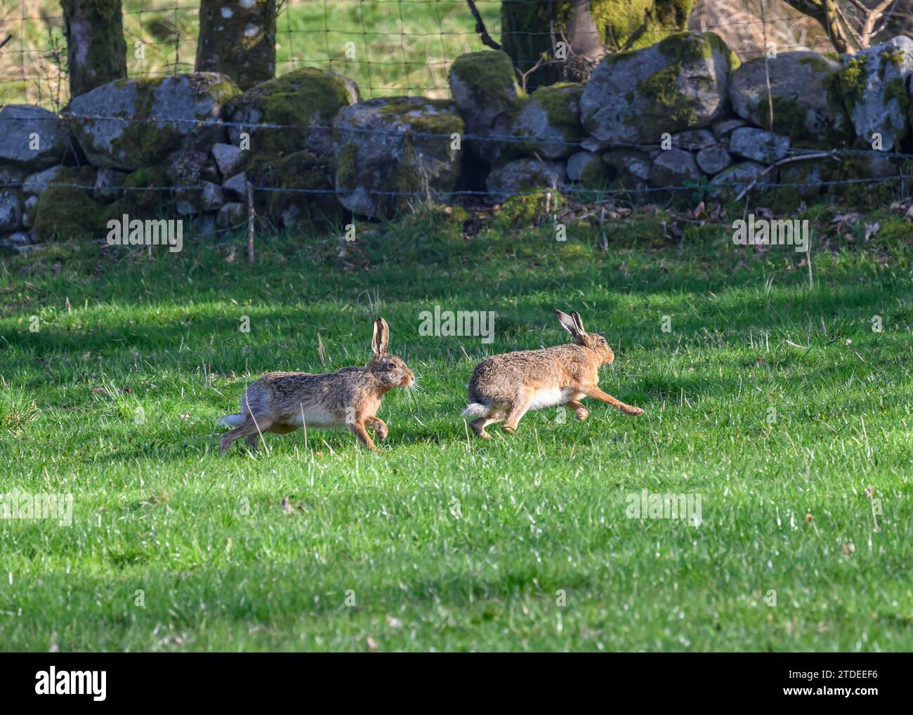 Hare brown (Lepus europaeus), male chasing female, Dumfries, SW ...