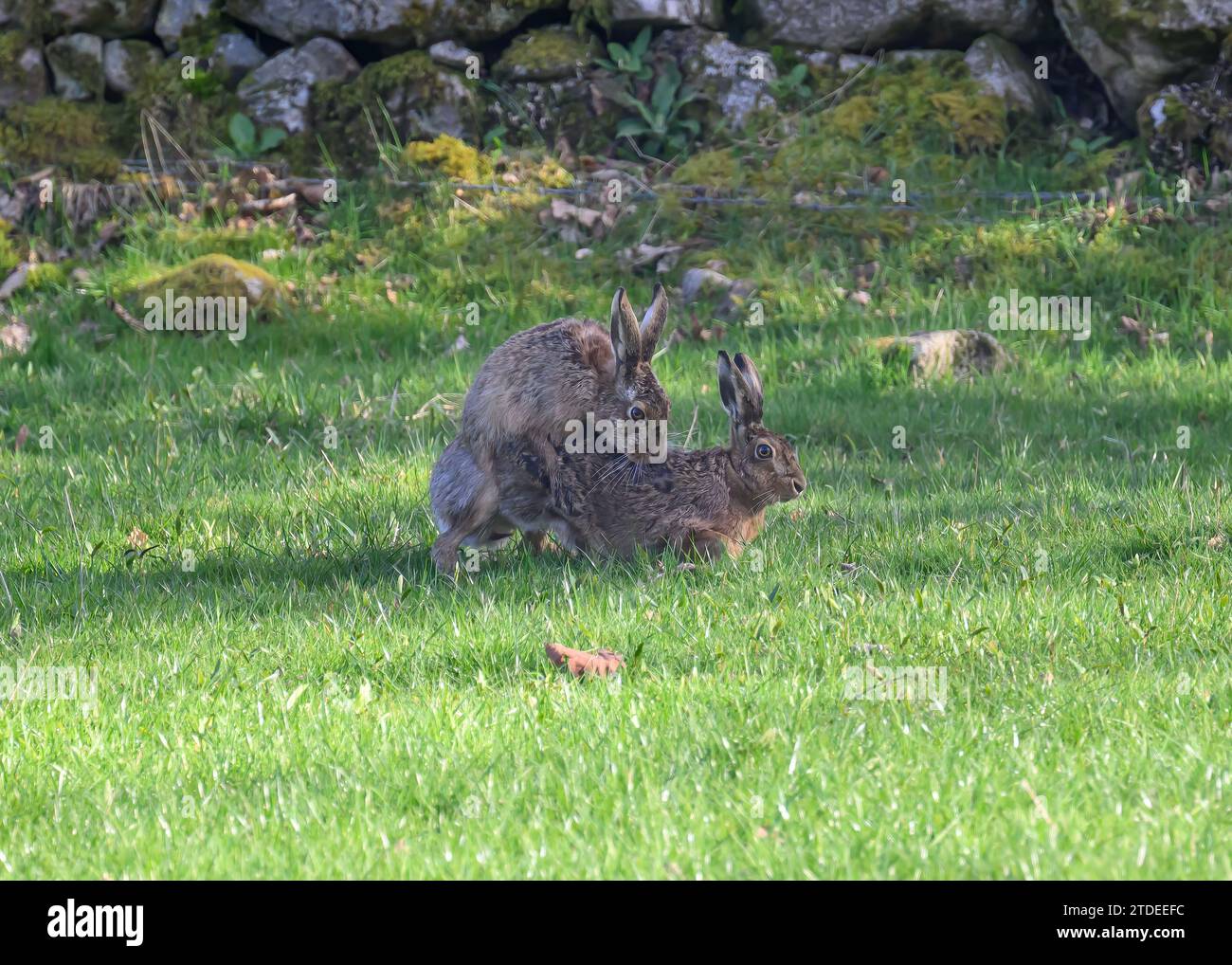 Hare brown (Lepus europaeus), pair mating, Dumfries, SW Scotland Stock ...