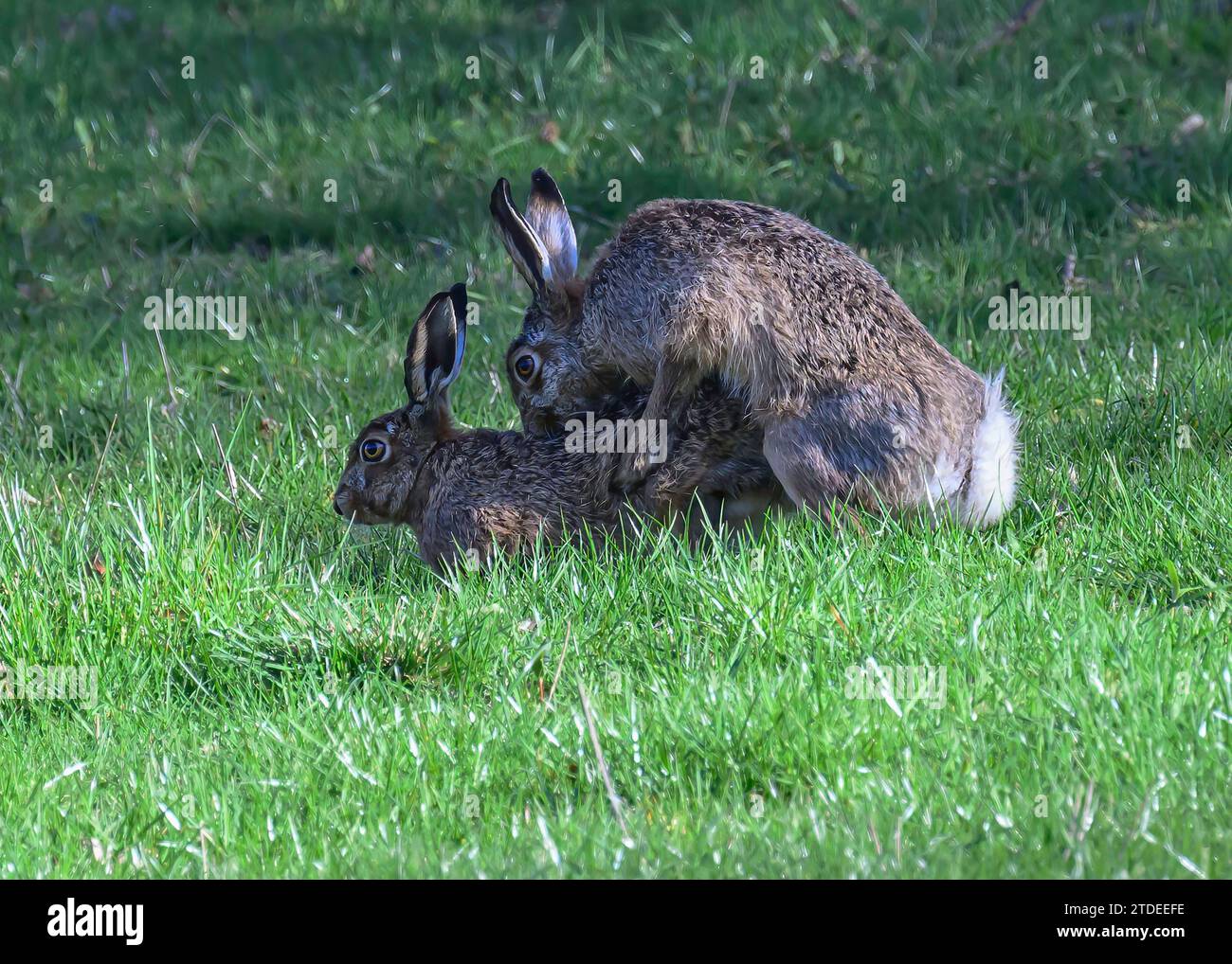 Hare brown (Lepus europaeus), pair mating, Dumfries, SW Scotland Stock ...
