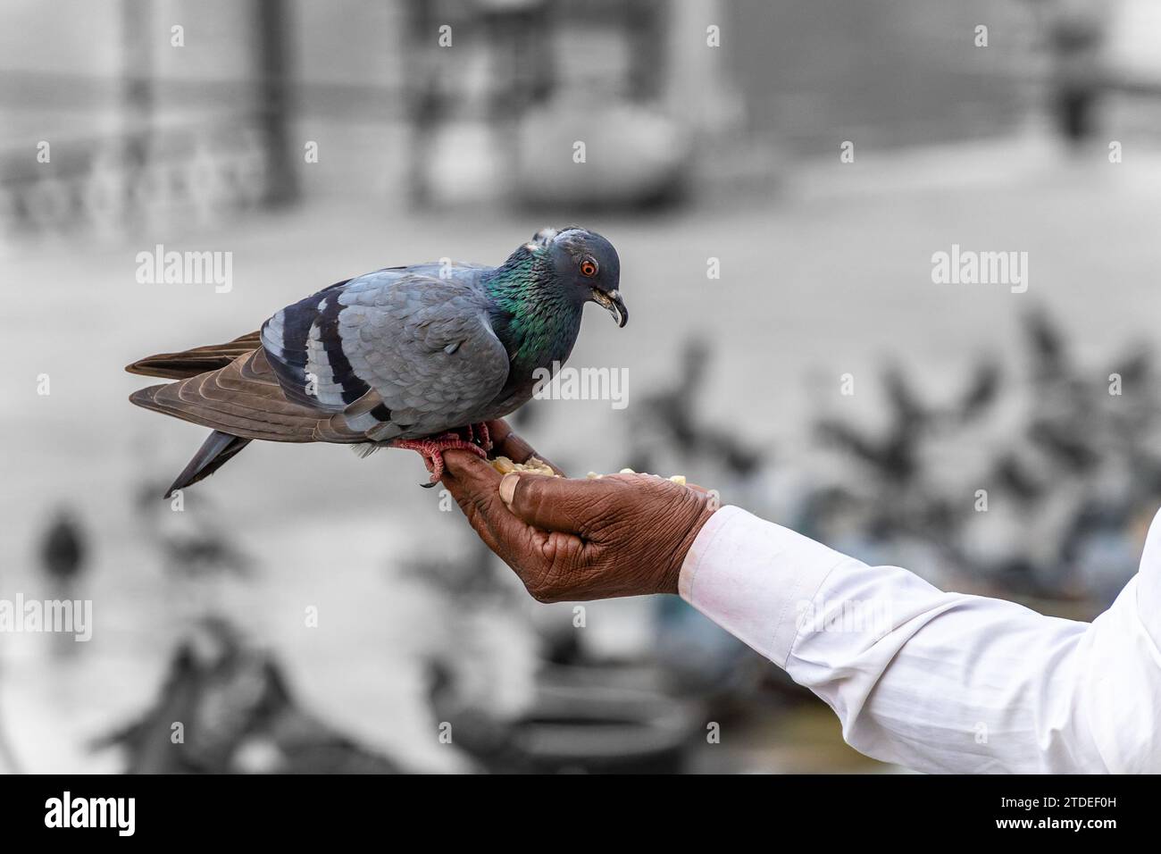 isolated pigeon sitting at man hand finger for food at morning from ...
