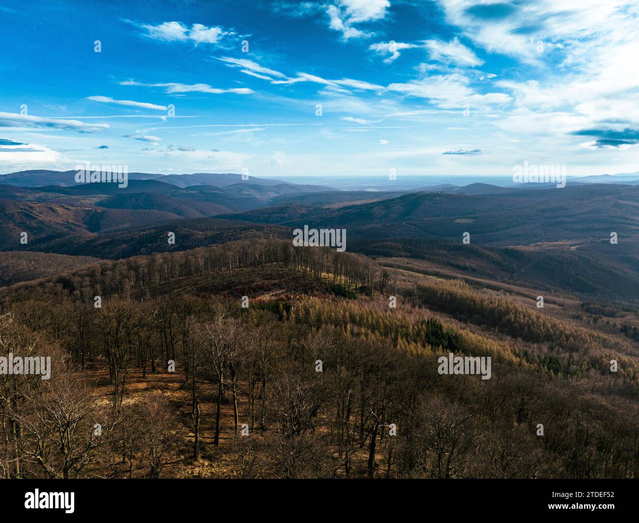 Aerial view of awakening spring nature. Deciduous forest with leafless ...