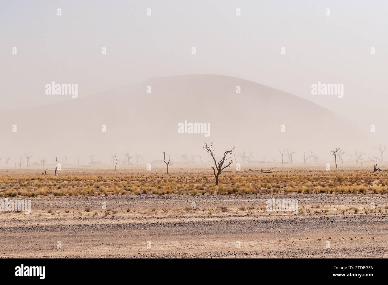 A tree-lined landscape in the Namibia sossusvlei in limited visibility ...