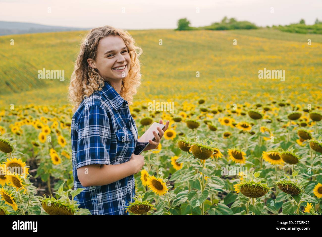 Smilinig woman agronomist with curly-hair checking growth of sunflowers ...