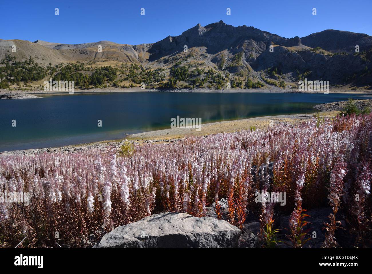 Fireweed angustifolium seed hi-res stock photography and images - Alamy