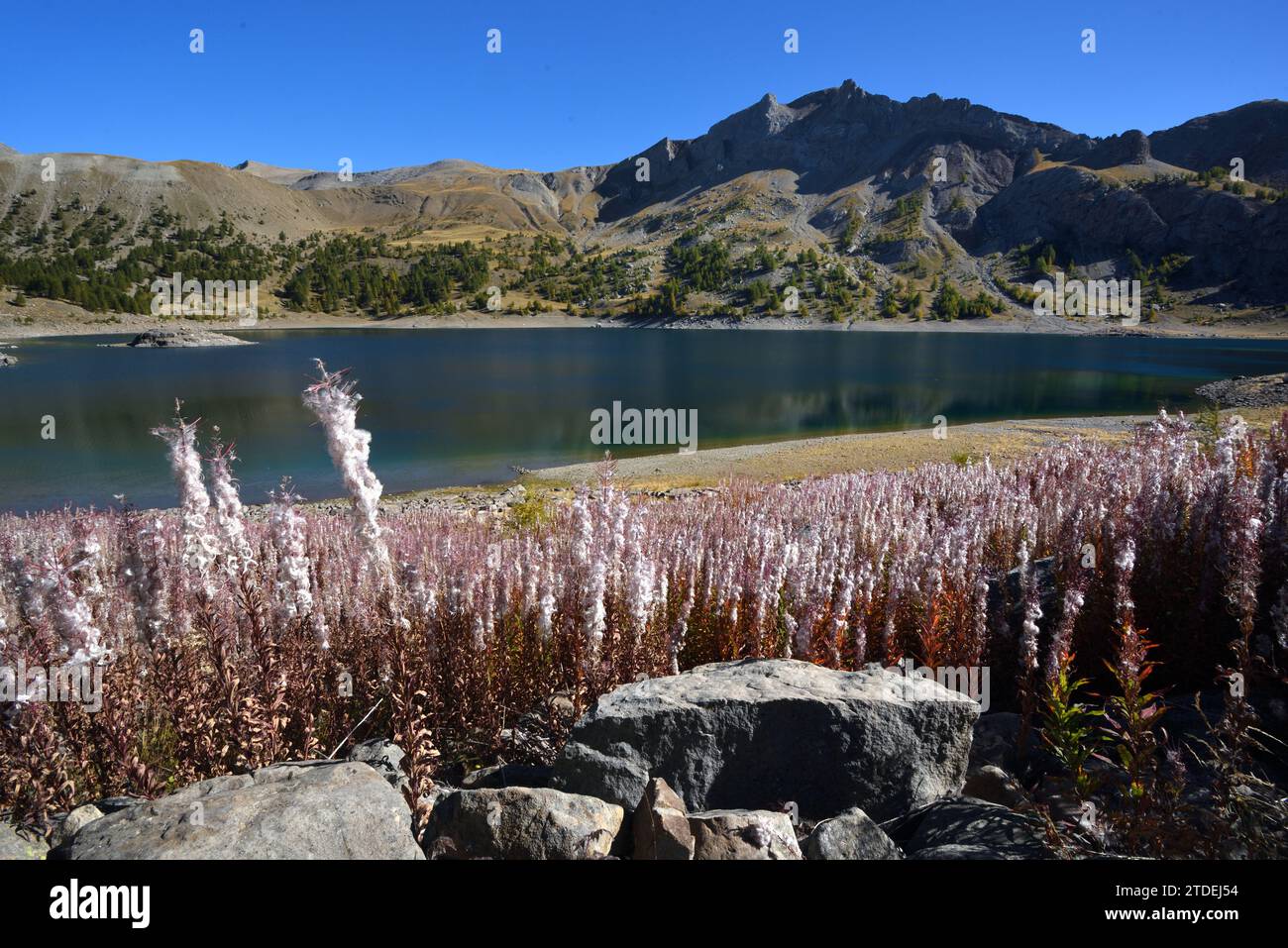 Fireweed angustifolium seed hi-res stock photography and images - Alamy