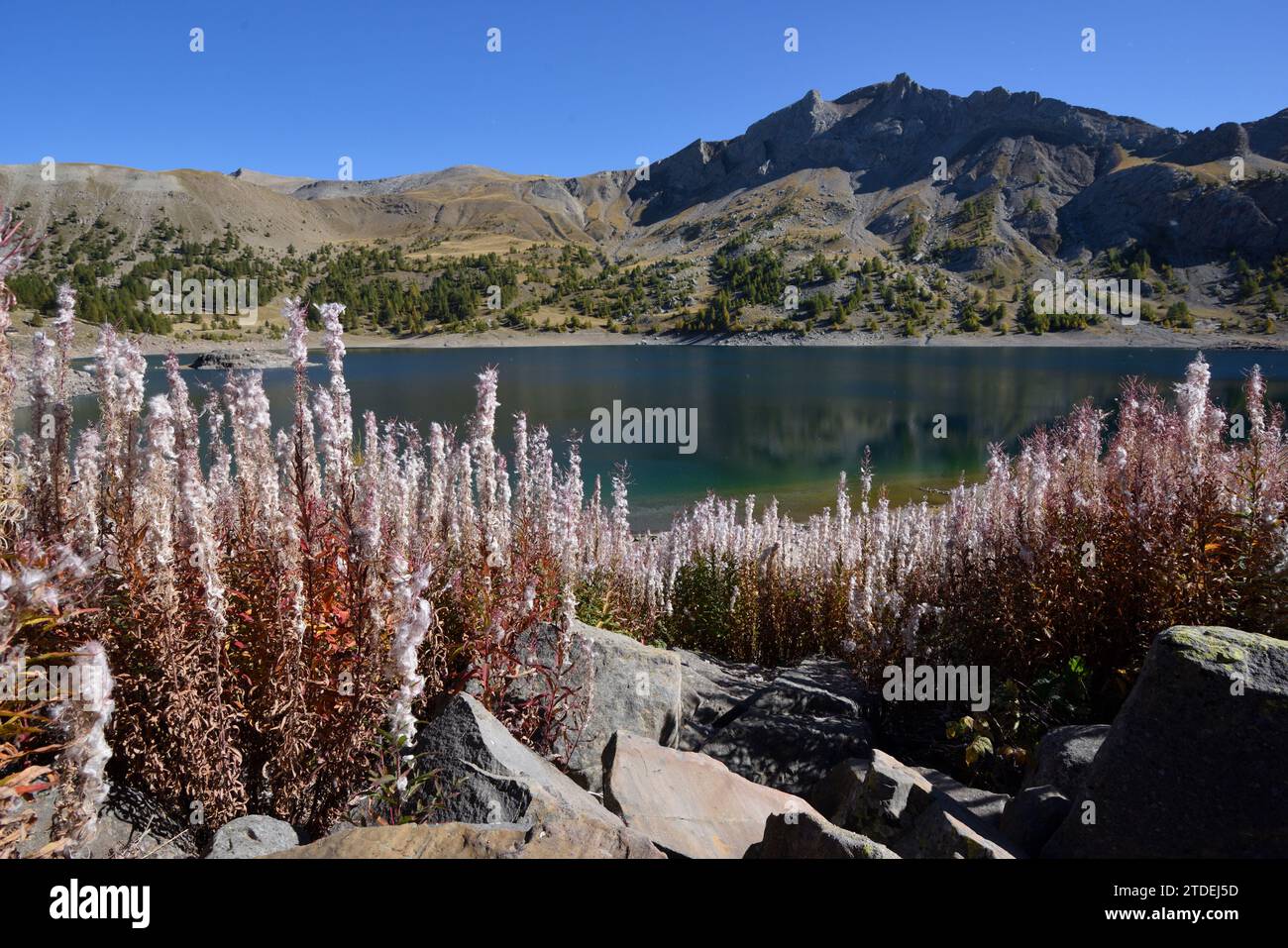 Fireweed angustifolium seed hi-res stock photography and images - Alamy