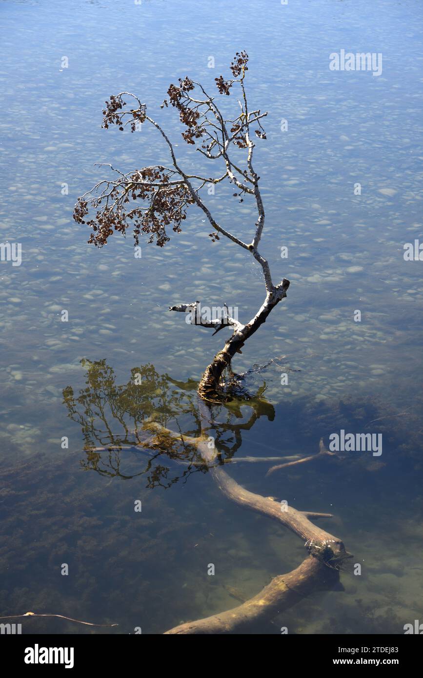 Submerged Young Willow Tree Growing in Verdon River at Vinon-sur-Verdon ...