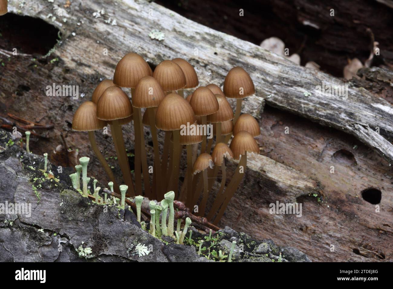 Trumpet Cup Lichen, Cladonia fimbriata, and Bonnet Mushrooms, Clustered ...
