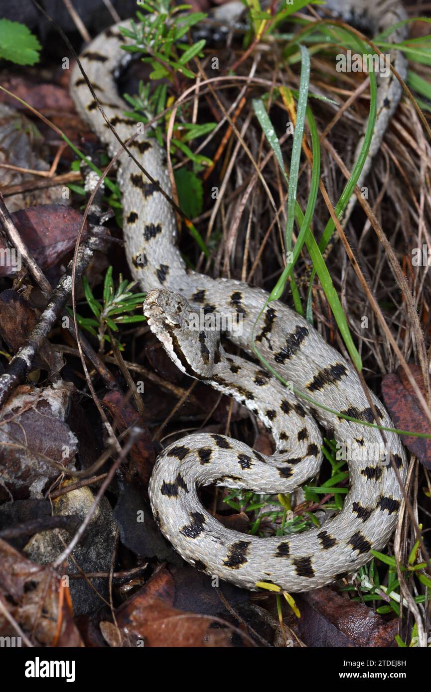Asp snake hi-res stock photography and images - Alamy