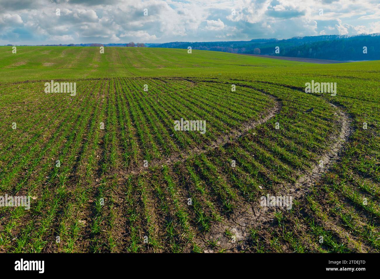 Cultivated field with fresh greeen crops and tractor trails on it ...