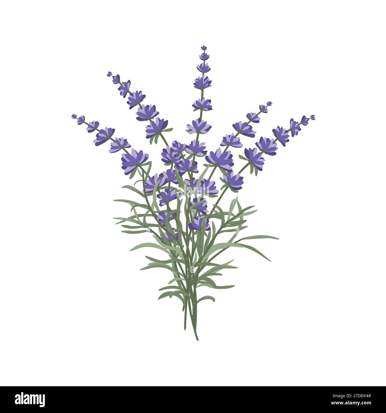 A floral arrangement of lavender flowers in the form of a bouquet for ...