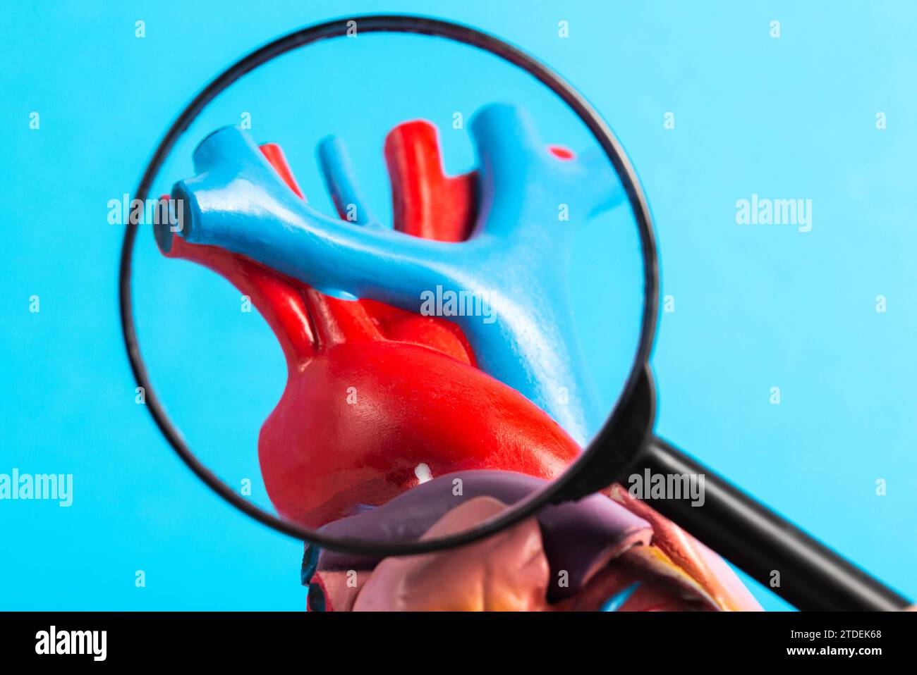 Coronary vessels of the heart under a magnifying glass on a blue ...