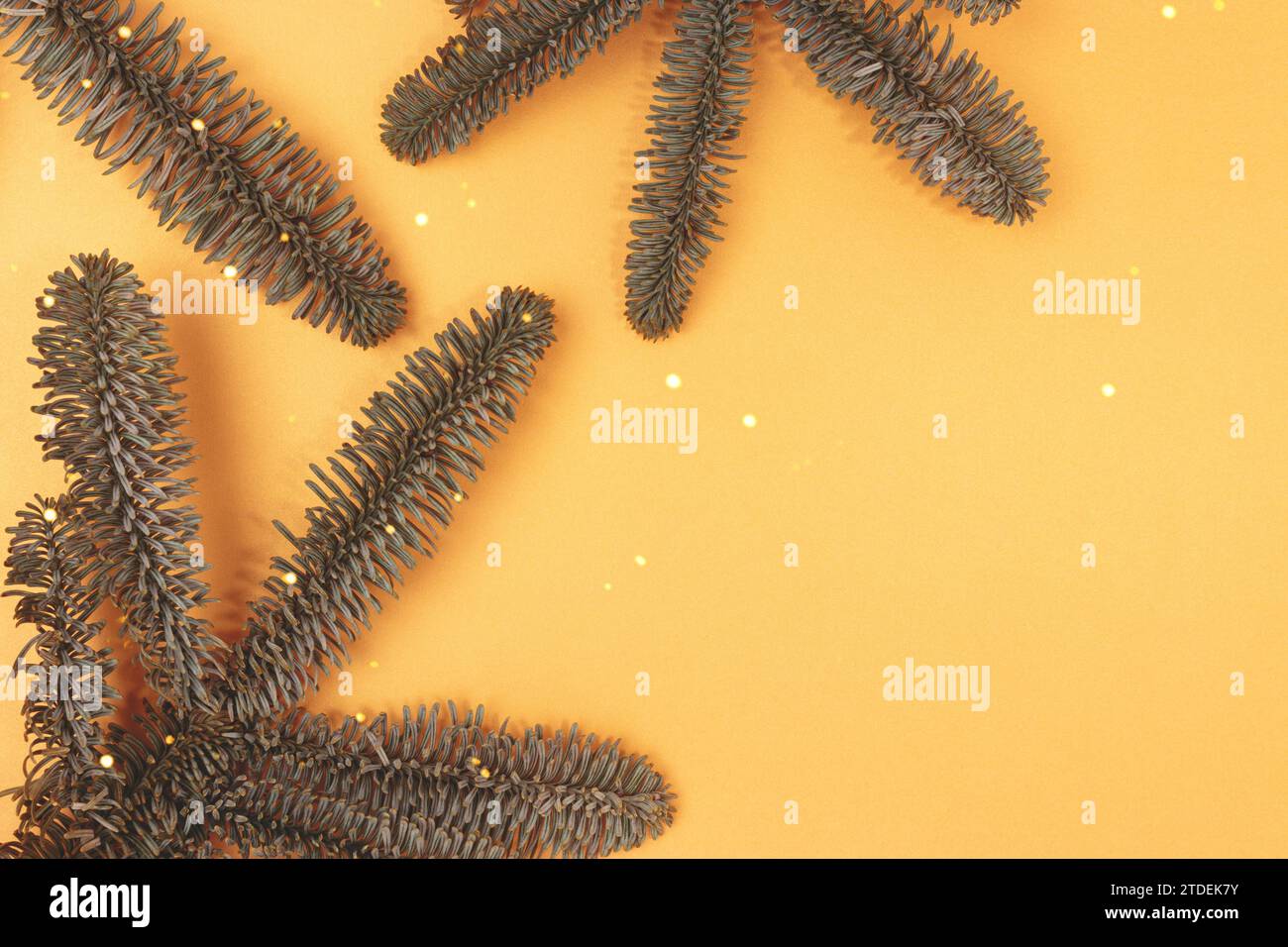 Layout of green nobilis fir branches on a golden background. Creative ...