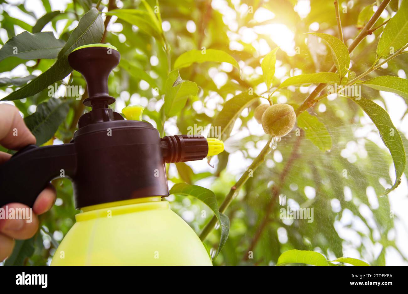 Green peach aphid hi-res stock photography and images - Alamy