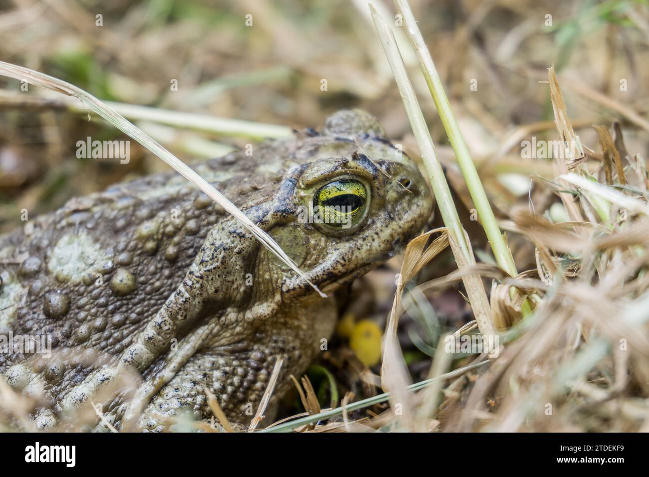 Frog among the grass in the backyard of a house Stock Photo - Alamy