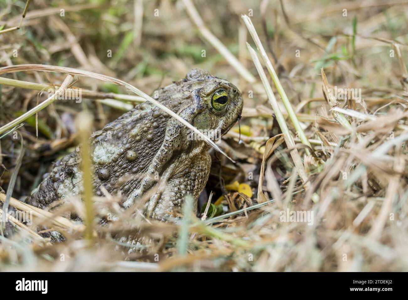 Frog in house hi-res stock photography and images - Alamy