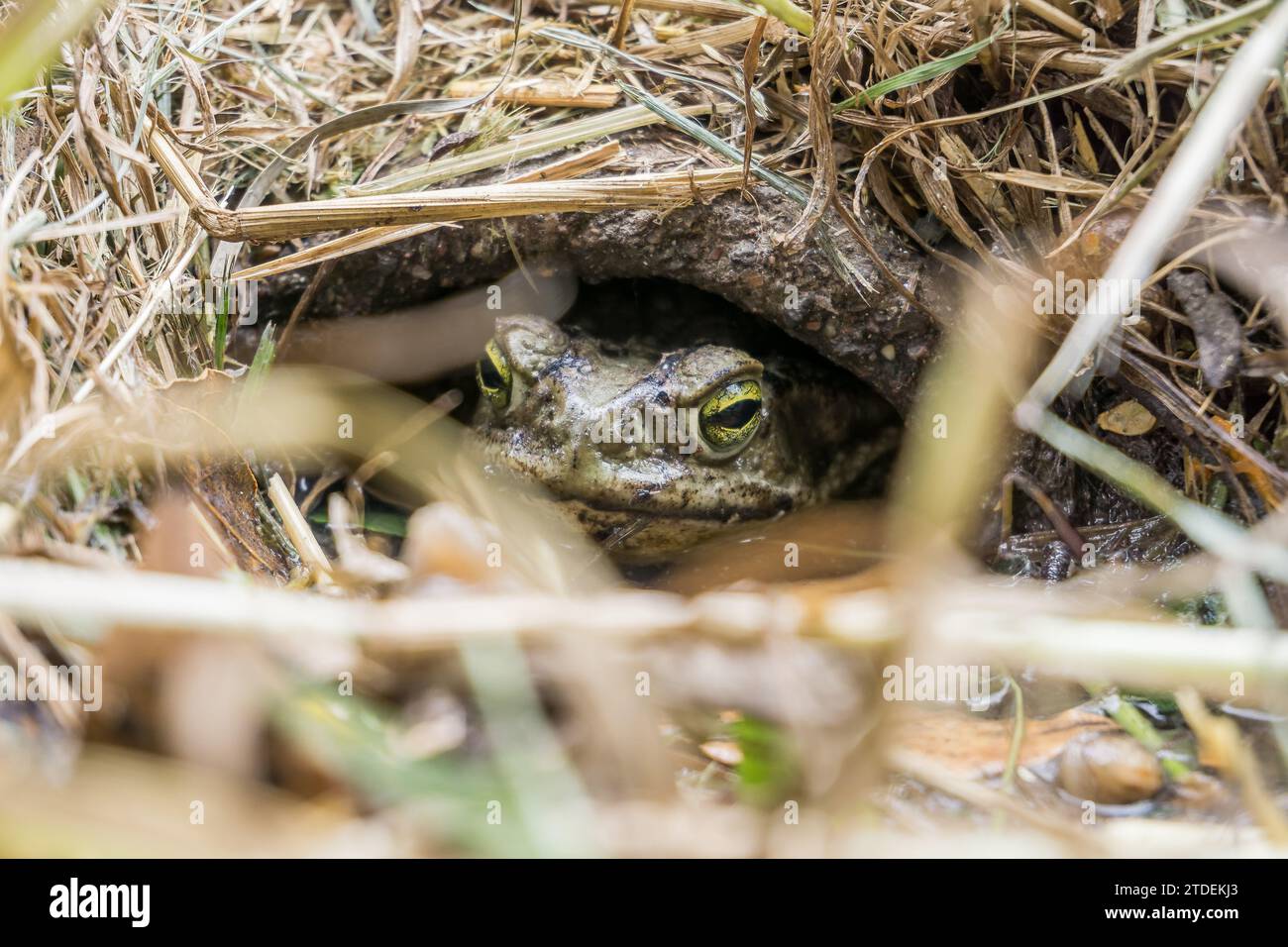 Frog among the grass in the backyard of a house Stock Photo - Alamy