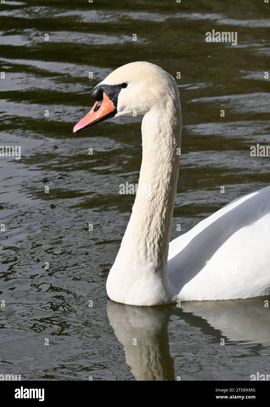 White Swan Profile Stock Photo - Alamy