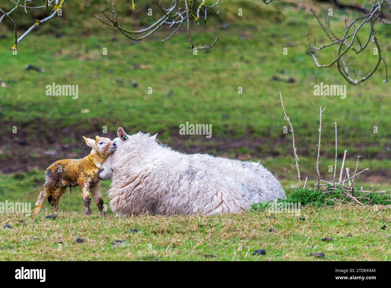 Bunachton hi-res stock photography and images - Alamy