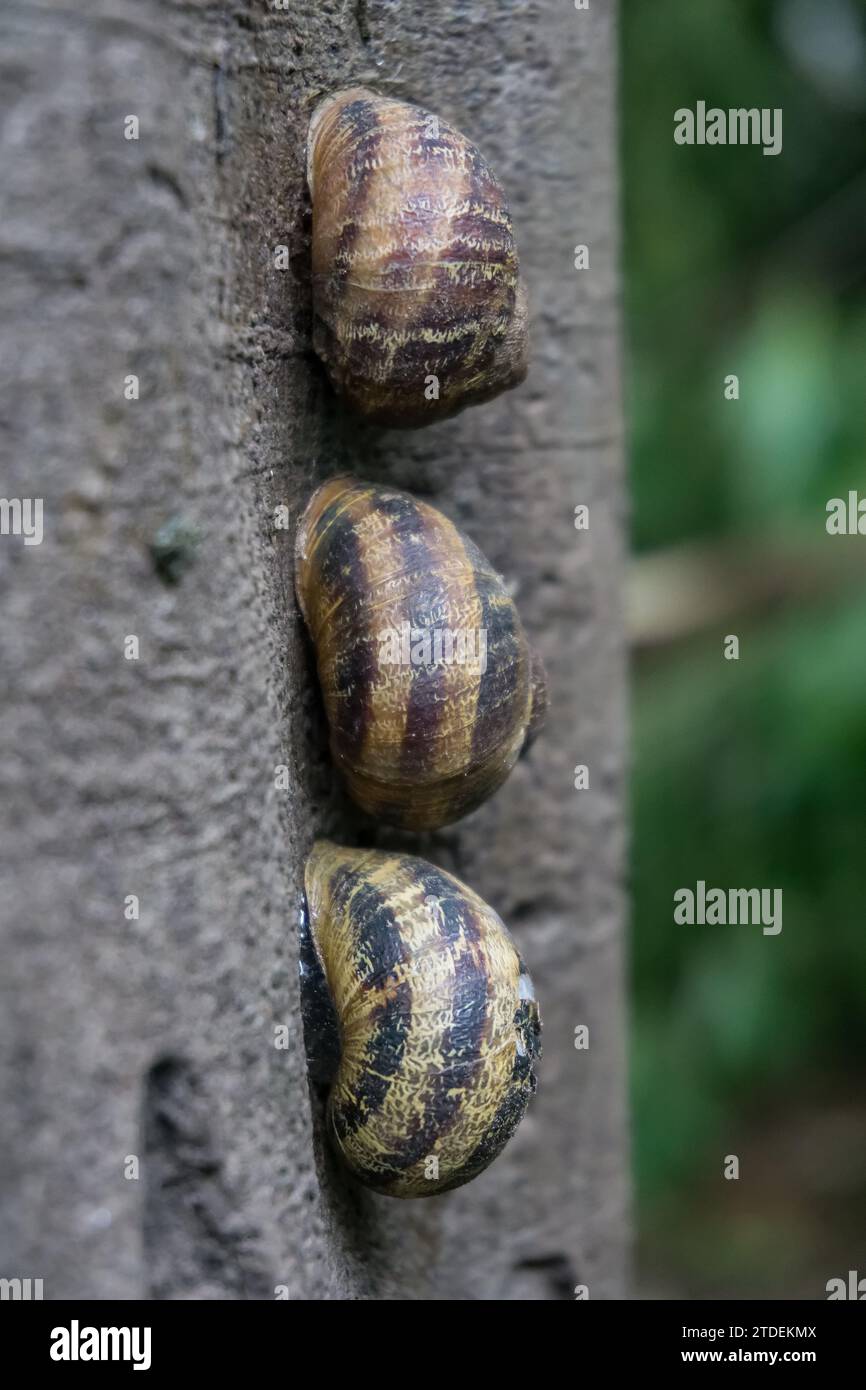 Group of snails attached vertically to the trunk of a tree Stock Photo ...