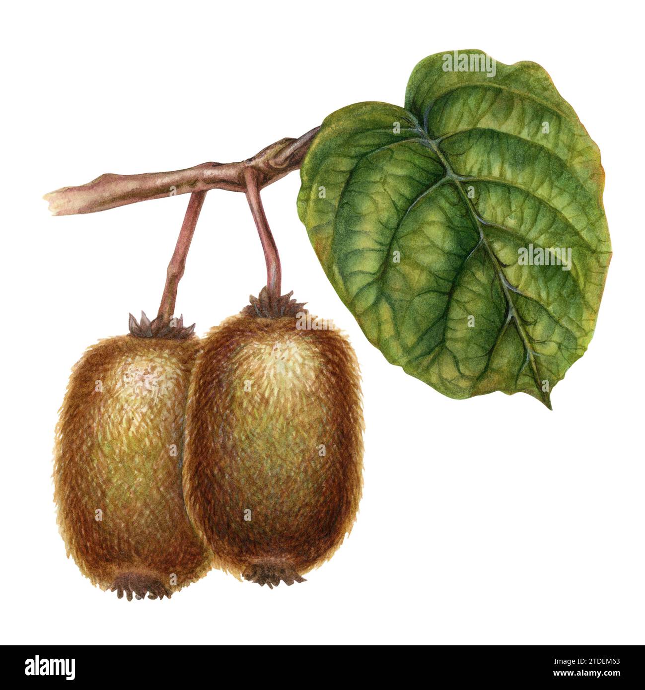 Watercolor bright brown fruits, green leaves of kiwi with pieces and ...