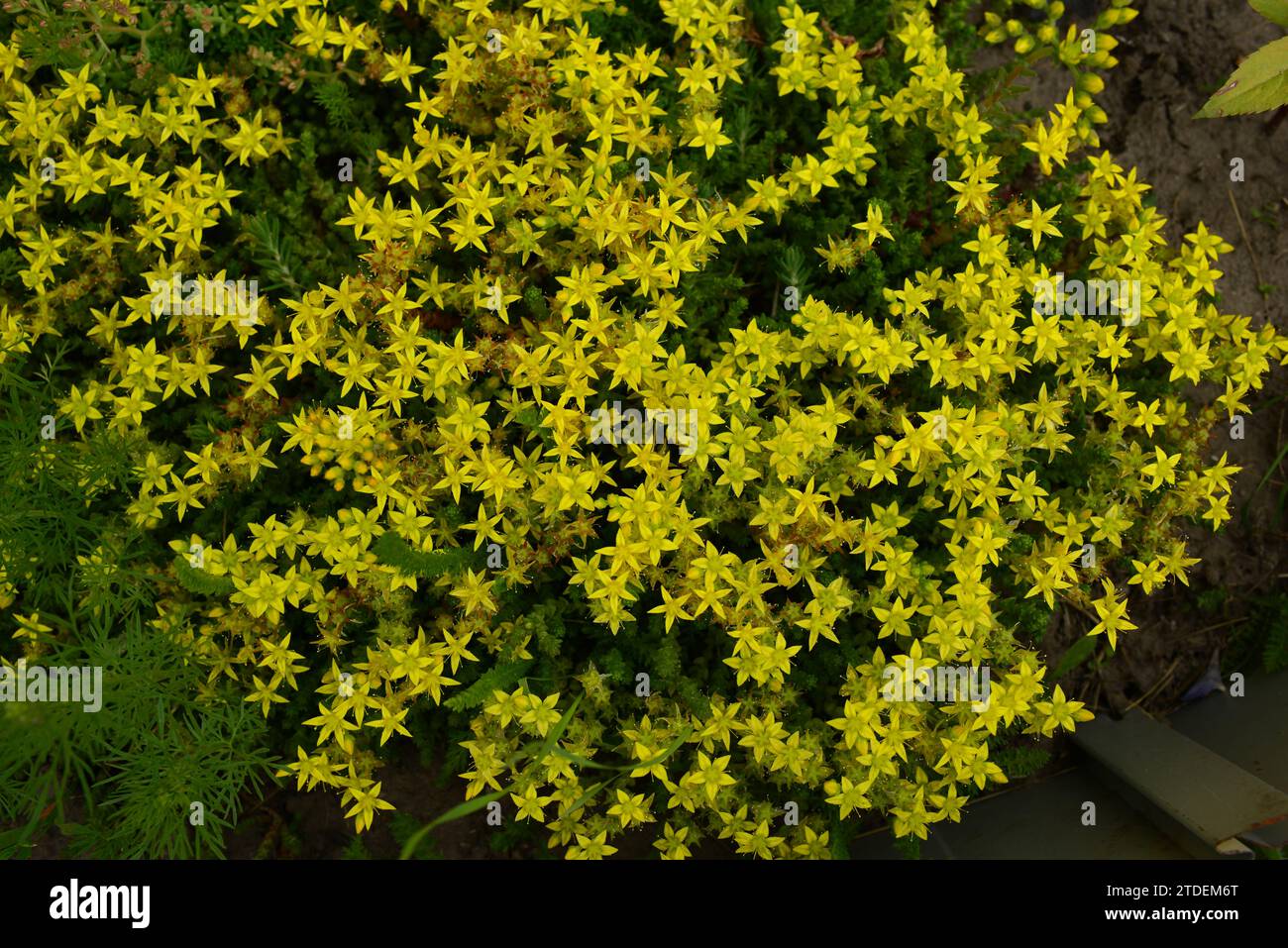 Beautiful, creeping on the ground, yellow flowers in the form of small ...
