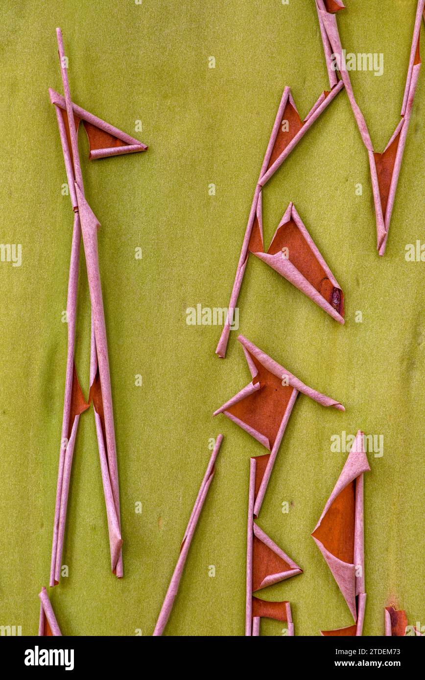 Madrone tree bark; Rainbow Falls Trail, Willamette National Forest ...