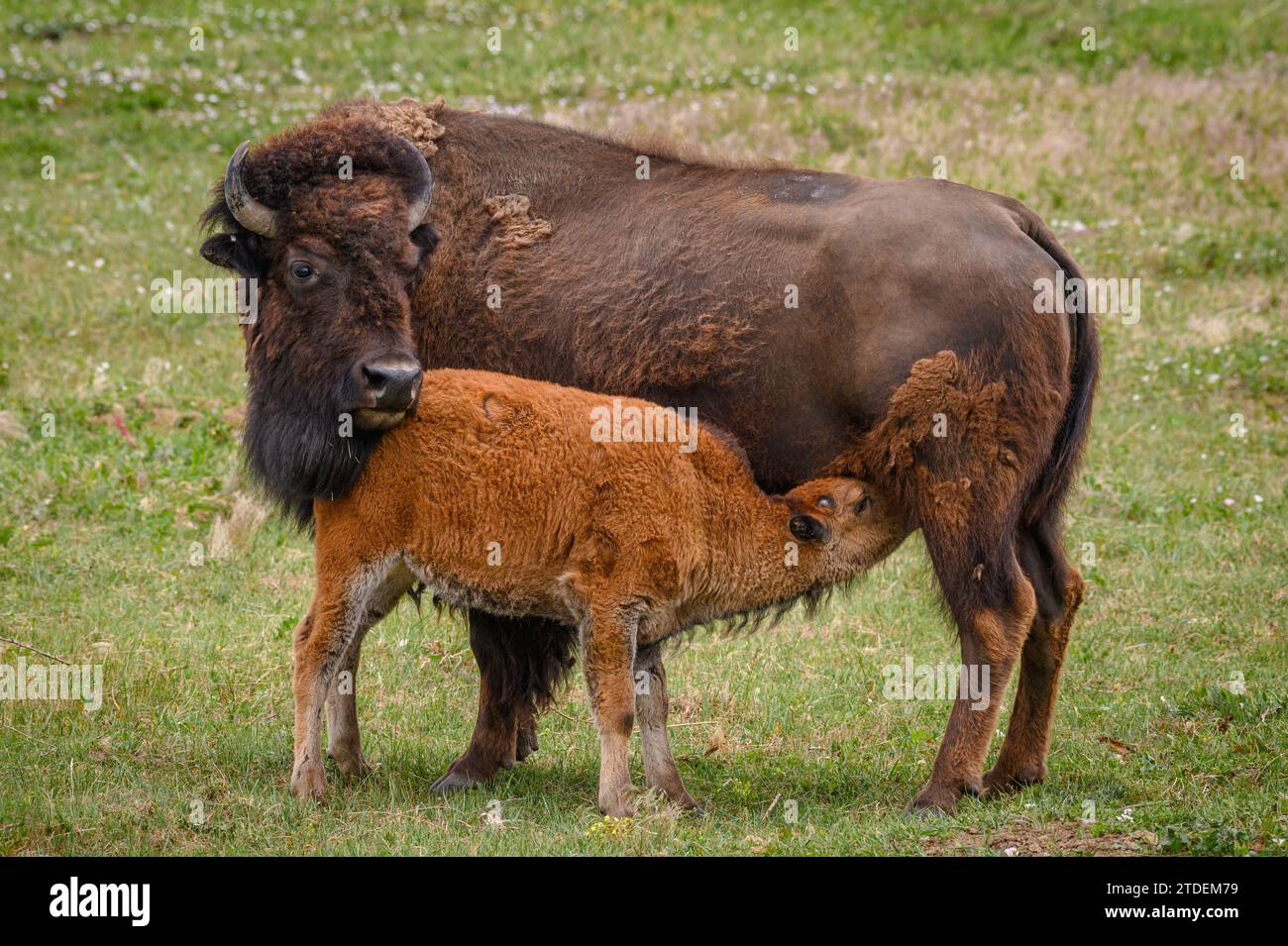 Bison cow and calf, Sage Creek Rim Road, Badlands National Park, South ...