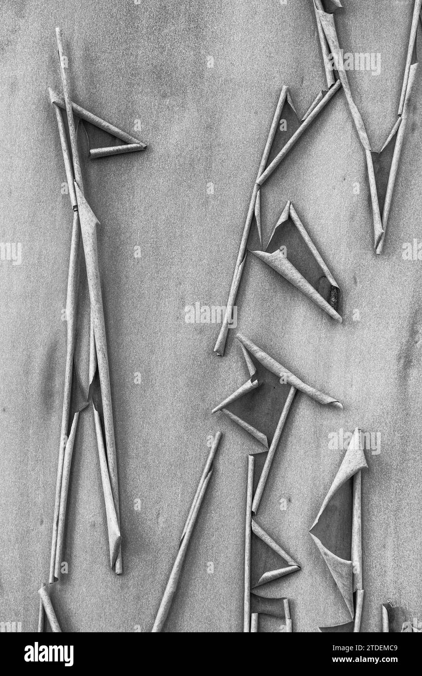 Madrone tree bark; Rainbow Falls Trail, Willamette National Forest ...