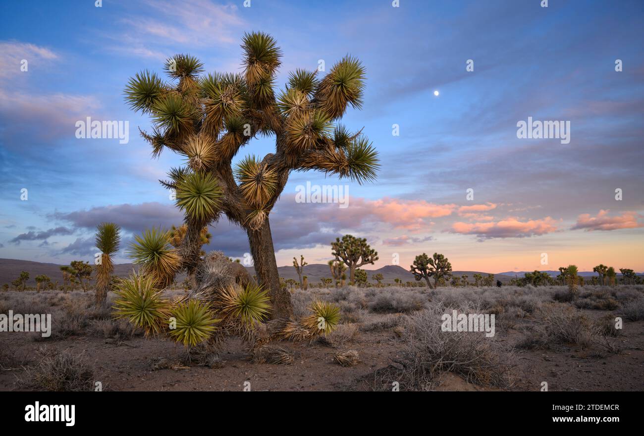 Joshua Trees at Lee Flat in Death Valley National Park, California ...