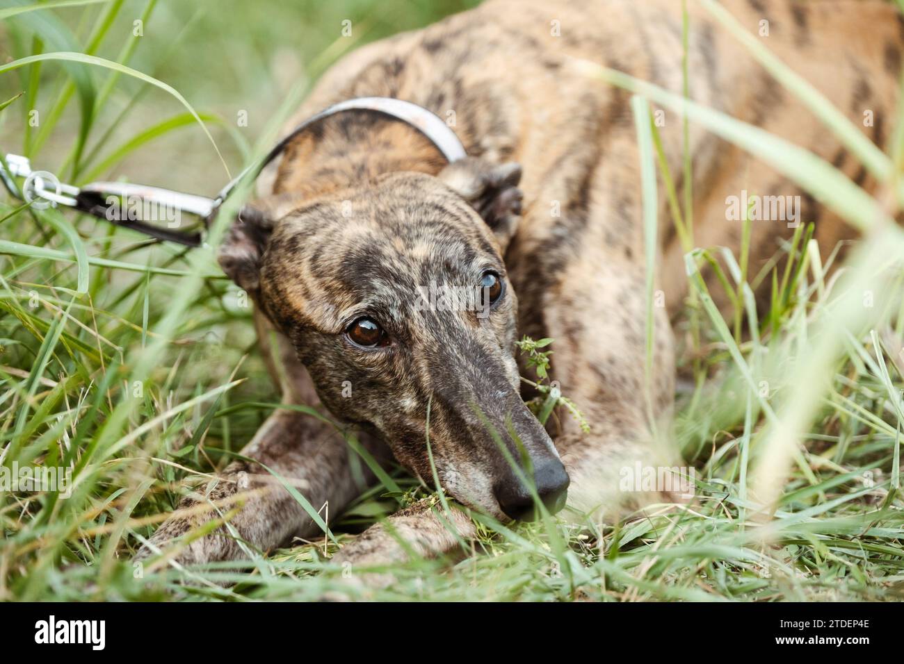 Muscle dog hi-res stock photography and images - Alamy