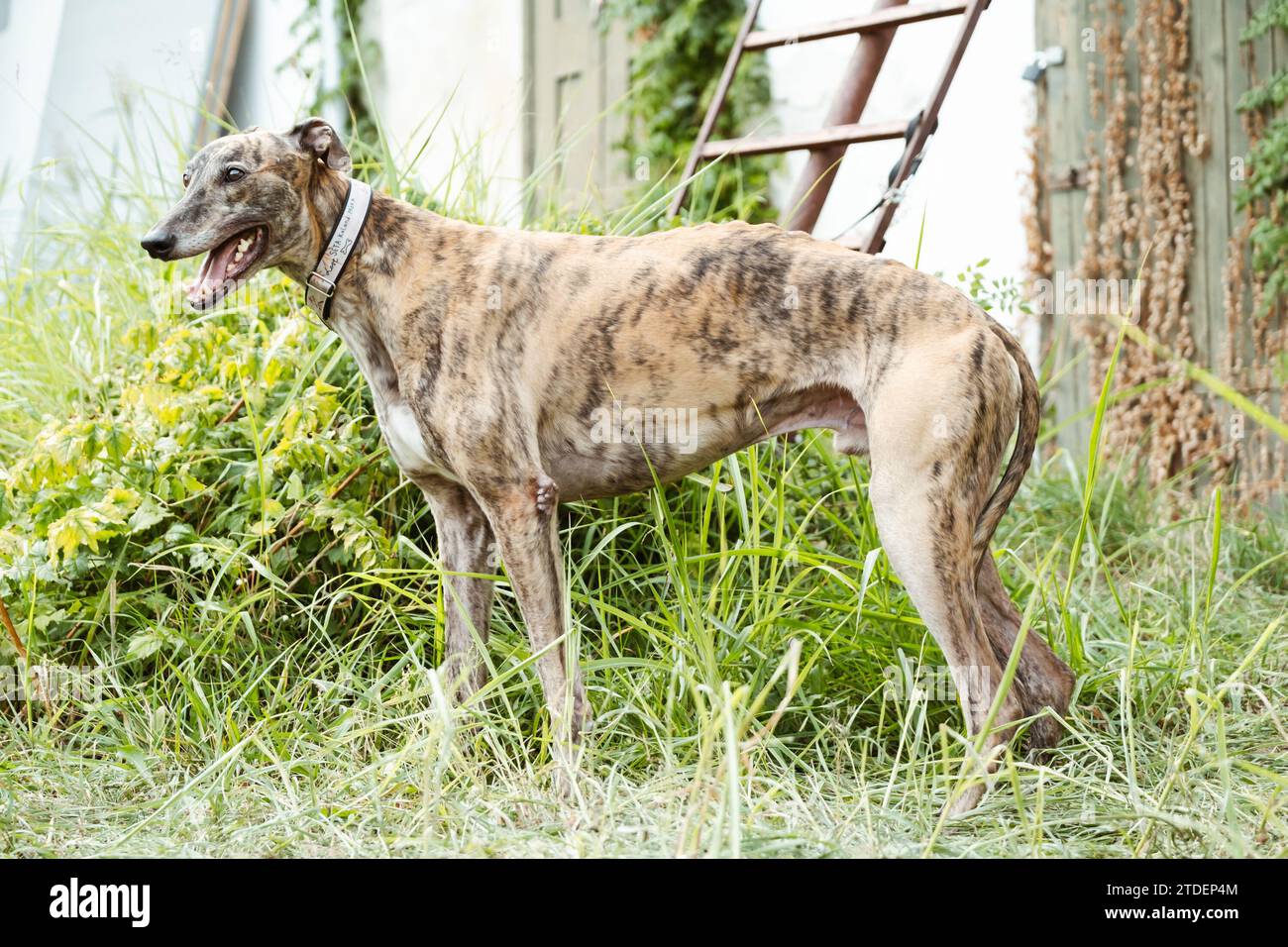 Muscle dog hi-res stock photography and images - Alamy
