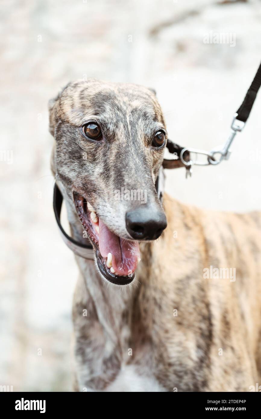 Muscle dog hi-res stock photography and images - Alamy