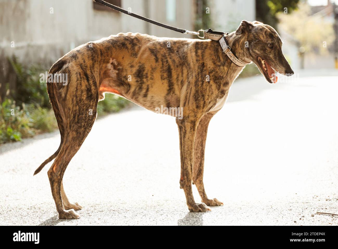 Muscle dog hi-res stock photography and images - Alamy