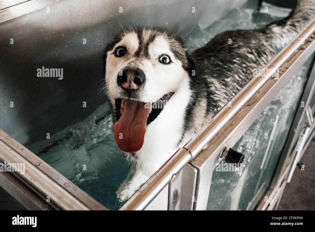 Siberian husky animal head hi-res stock photography and images - Alamy
