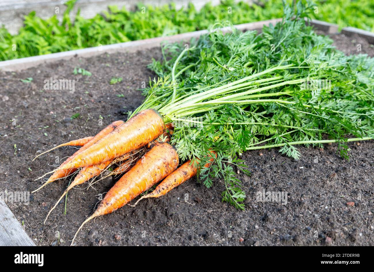 Ripe carrots harvested at a vegetable garden. Ecological healthy ...