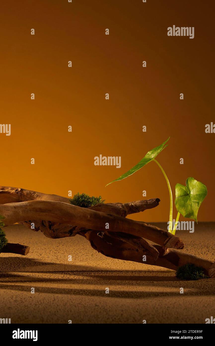 Product exhibition backgrounds, Studio backdrop for product photos ...