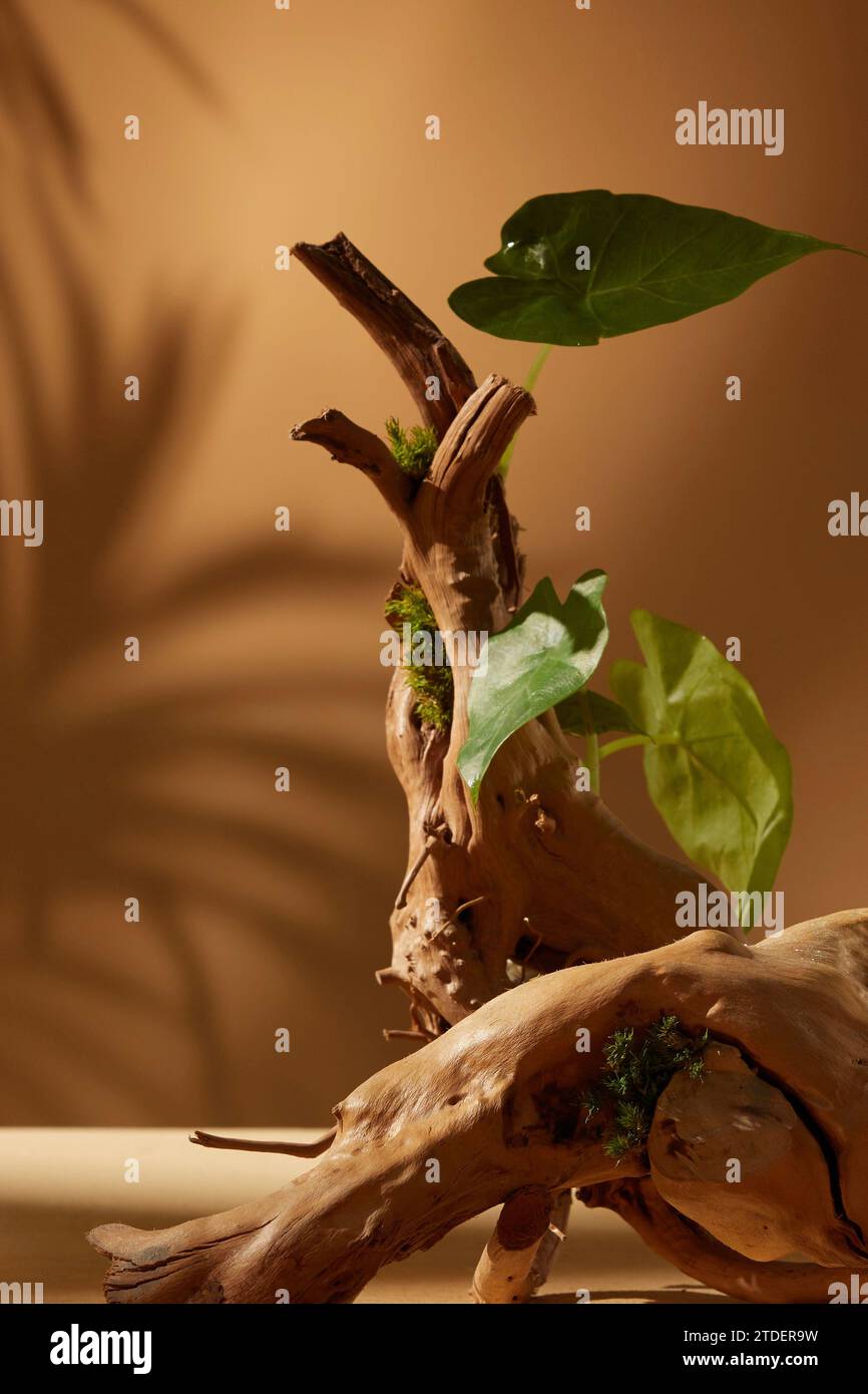 Product exhibition backgrounds, Studio backdrop for product photos ...