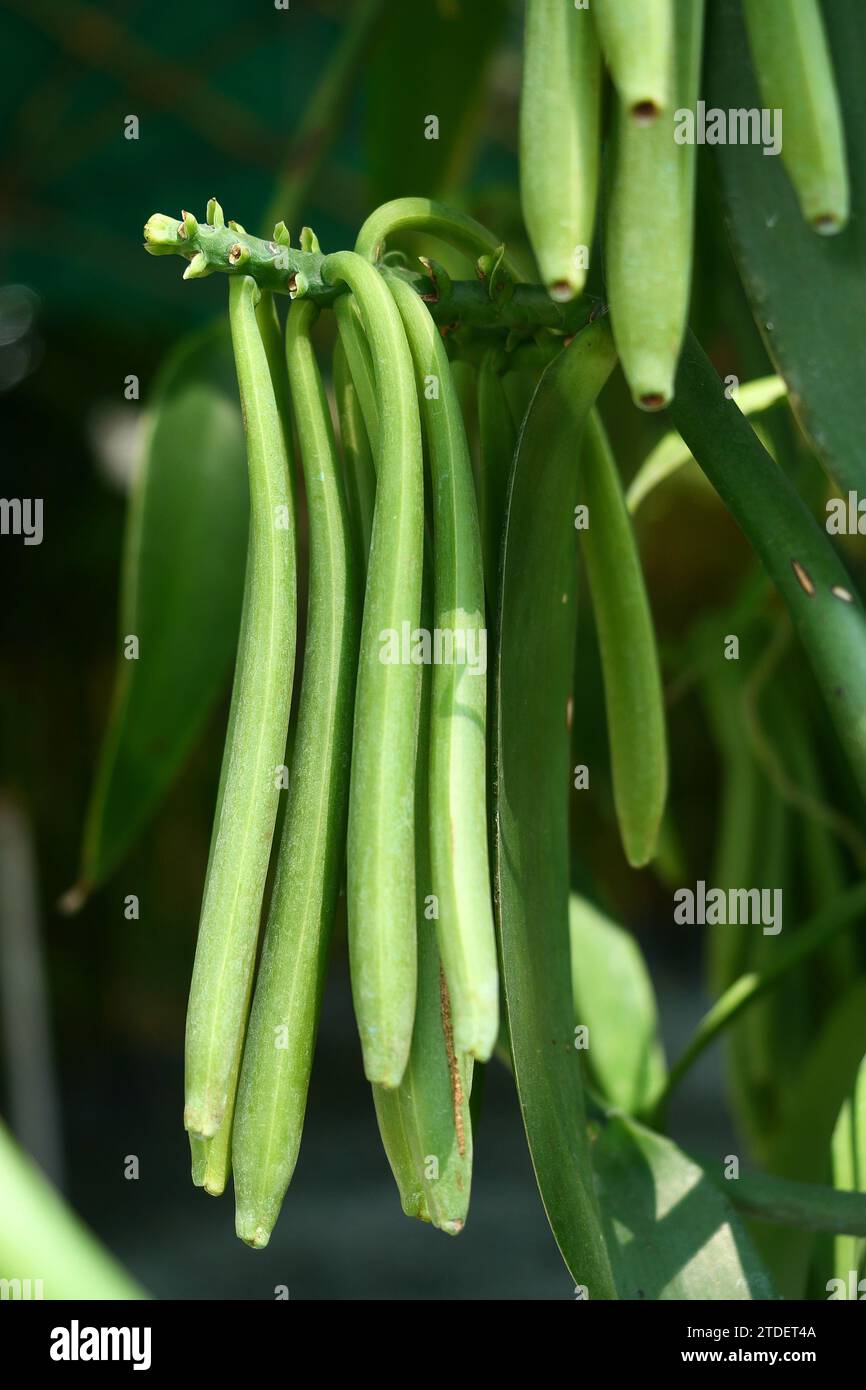Vanilla Pod plants in nature background Stock Photo - Alamy