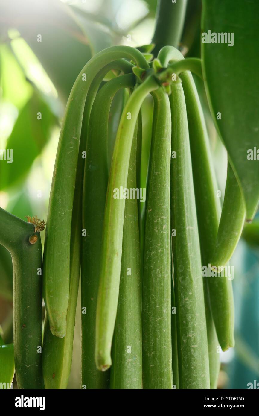Vanilla Pod plants in nature background Stock Photo - Alamy