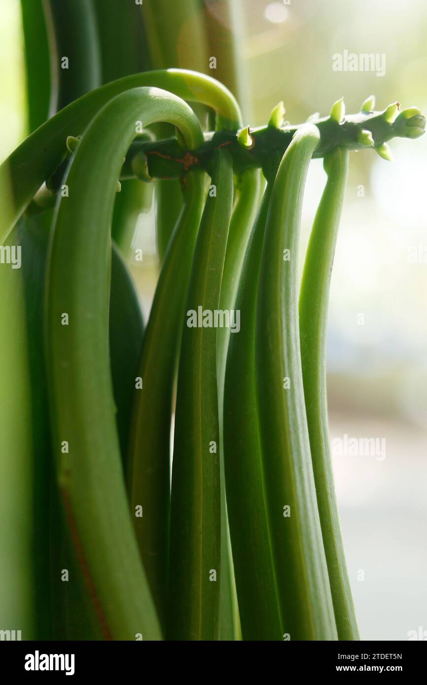 Vanilla Pod plants in nature background Stock Photo - Alamy