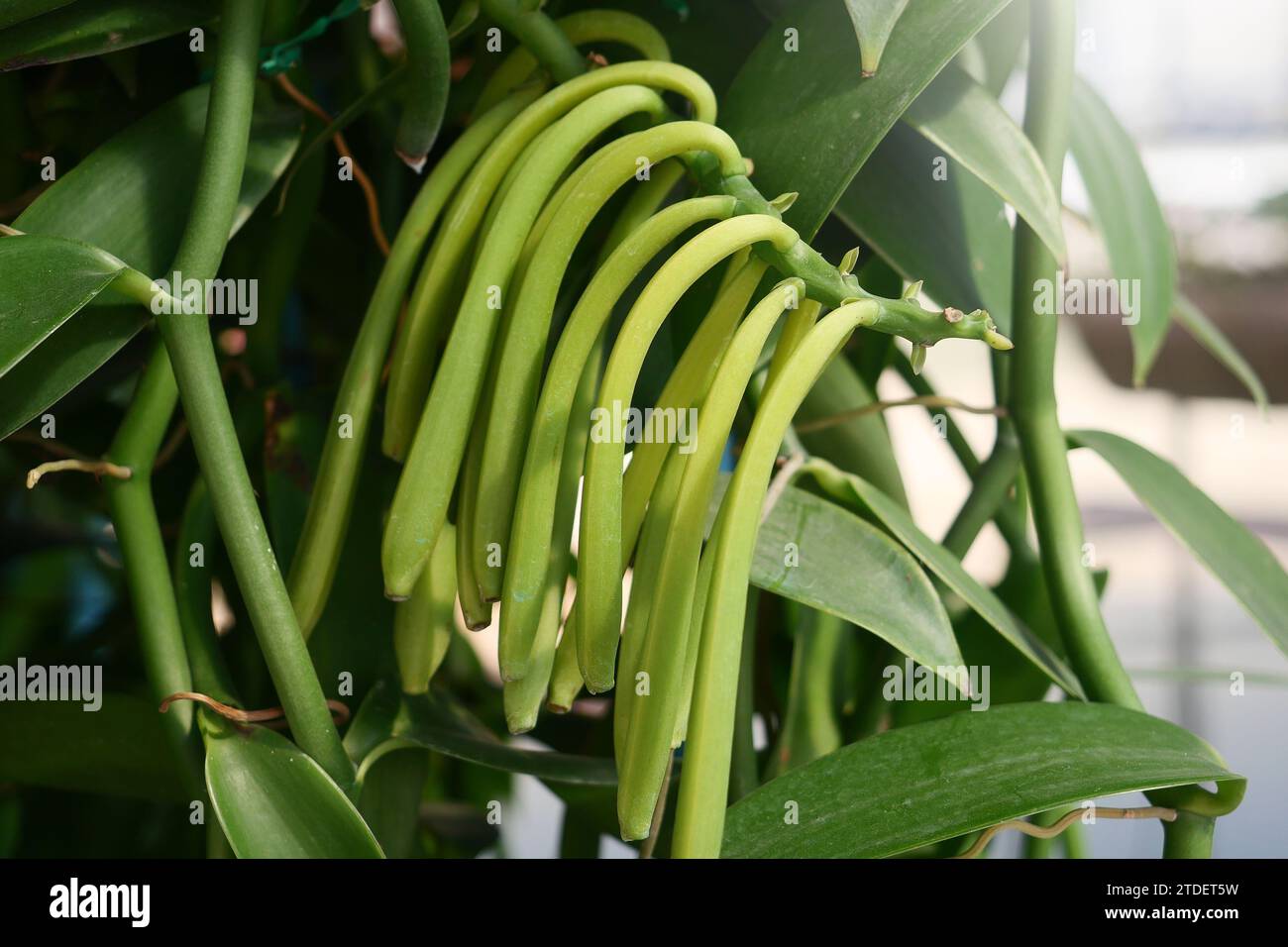 Raw green vanilla bean hi-res stock photography and images - Alamy