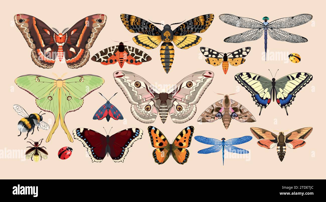 Firefly insects Stock Vector Images - Alamy