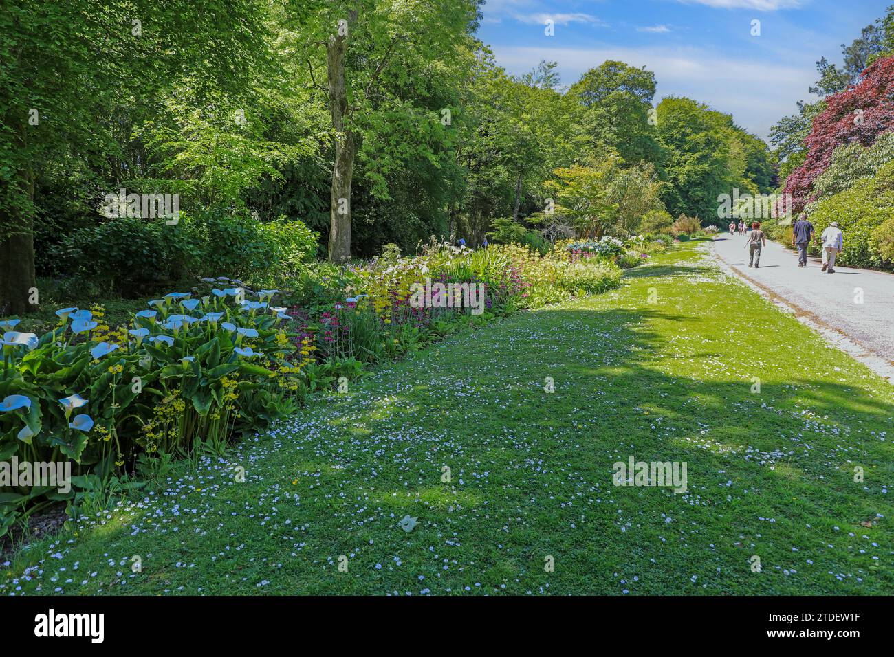 Trengwainton Gardens Cornwall, England, UK Stock Photo - Alamy