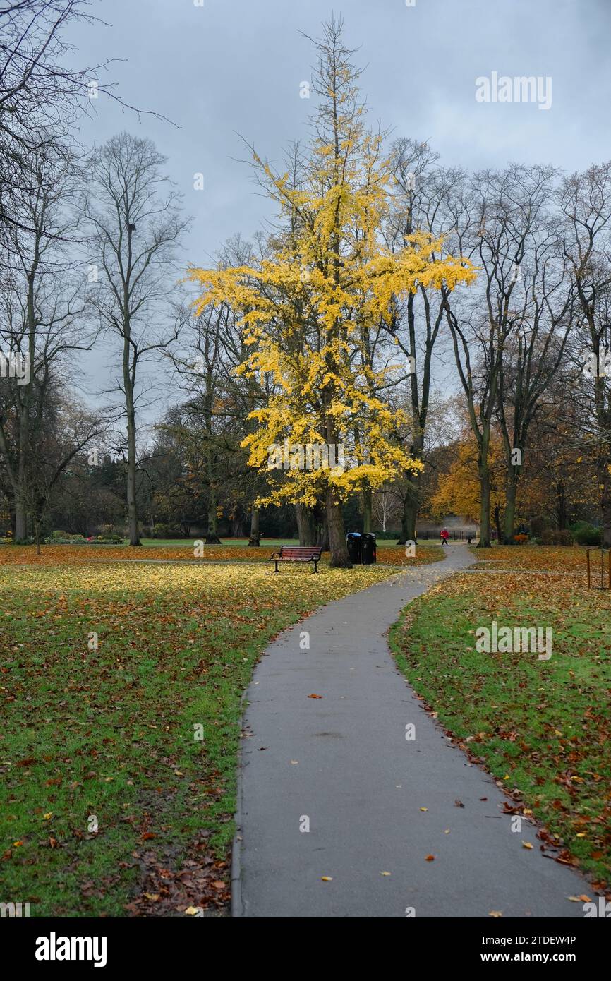 Beautiful autumn scene of a footpath leading towards a tree with yellow ...